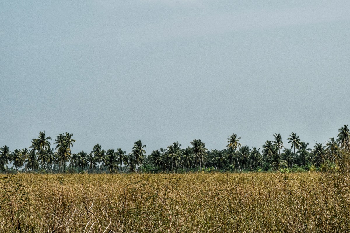 Food & Travel Guide to Thoddoo, Maldives – What to See, Eat & Do – Eat ...